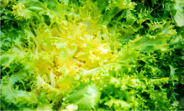 ¿Por qué la escarola es amarga? - Antojo en tu cocina